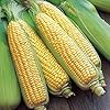 Suttons Sweet Corn Seeds - F1 Swift, Sweetcorn Seeds, Poaceae mays, 35 ...