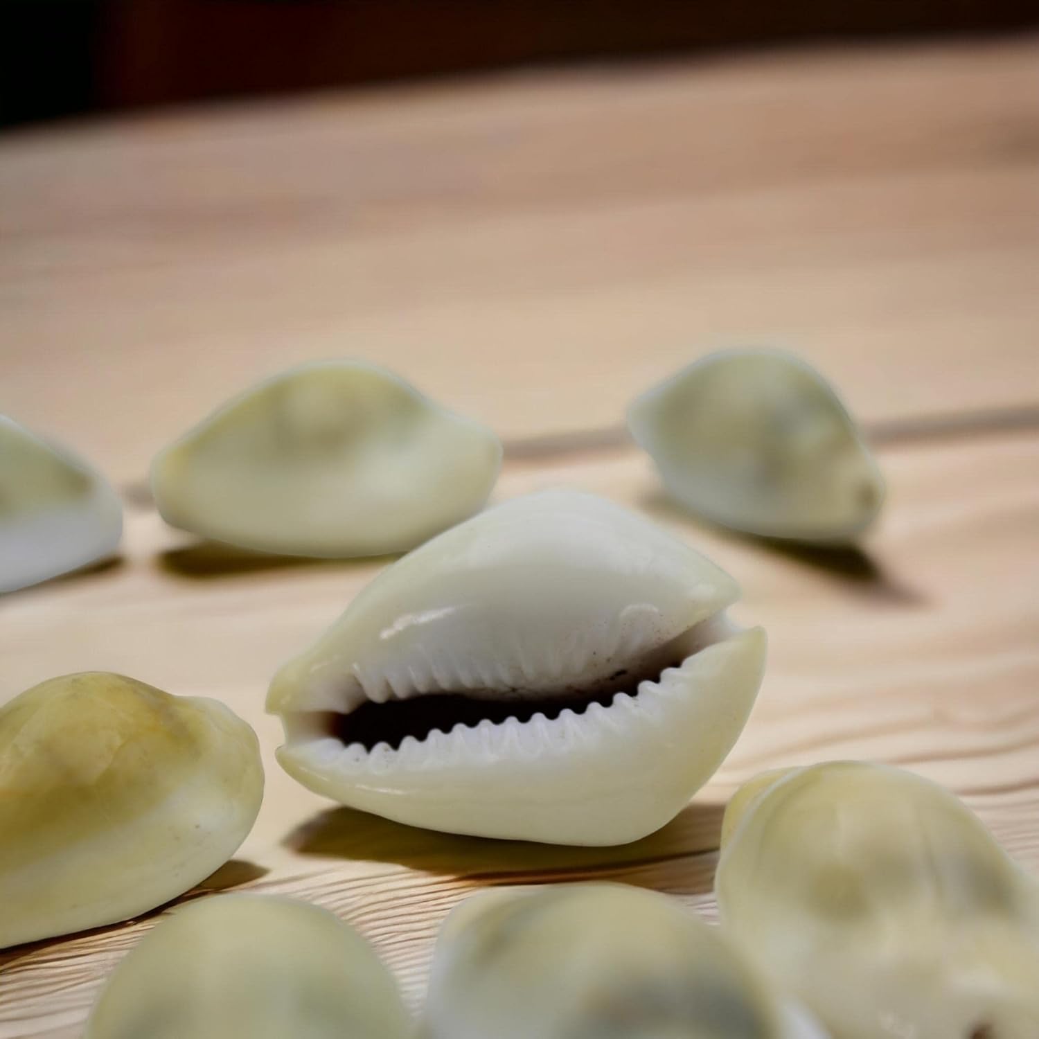 Dharmsaar Yellow Kodiya for Pooja, Laxmi Peeli Kodi Yellow Shells Stone ...