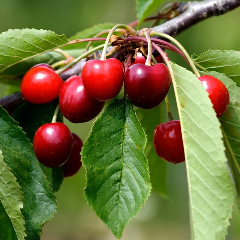 Amazon.com : Stella Cherry Tree Live Plant, Sweet Cherry Plant Live ...