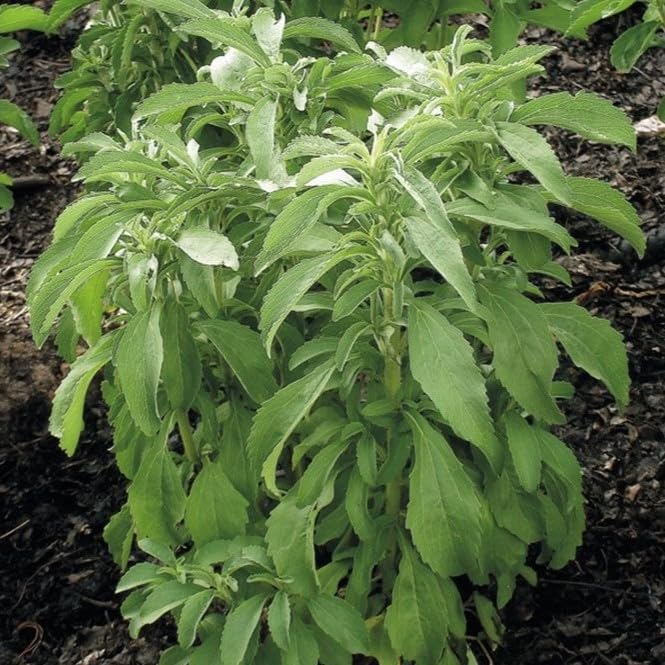 Herbal Stevia Live Medicinal Plant, Sweet Leaf Tree, Easy Growing ...