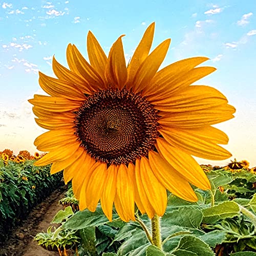 Green Terrace 40 Premium Hybrid Sunflower (Surajmukhi) Seeds ...