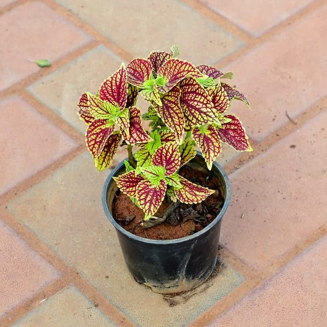 Coleus Dragon Heart (Any Colour) in 4 Inch Plant Natural Miniature Live ...