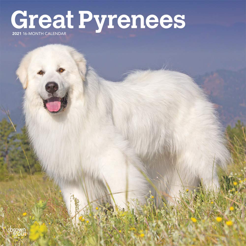 Are Great Pyrenees Loyal