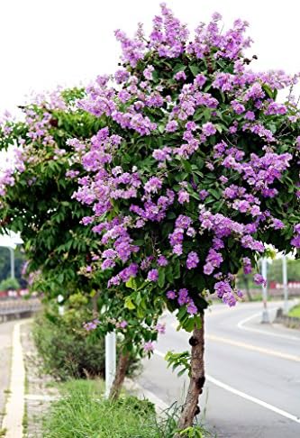 Creative Farmer Jarul Flower Tree Seeds : Amazon.in: Garden & Outdoors