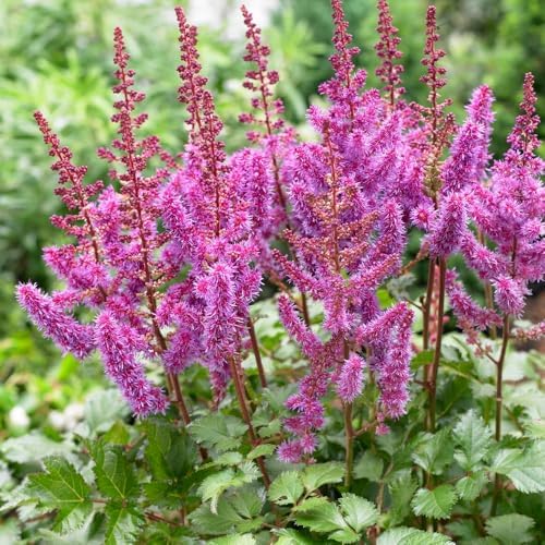 1 x Astilbe Purple – Fluffy Purple Plumes – Summer Flowering Bulbs ...