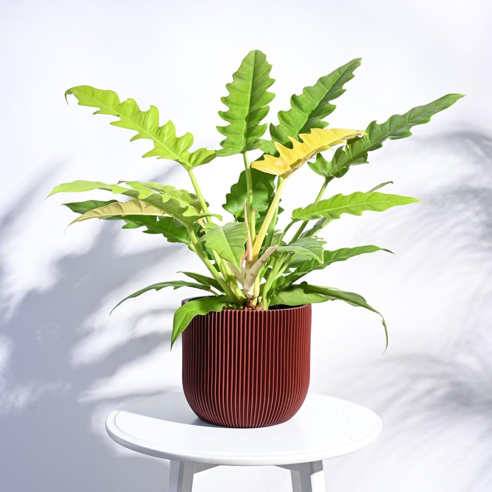 UGAOO Zuri Ball Groove Pots and Planters for Home Garden Plants (Large ...