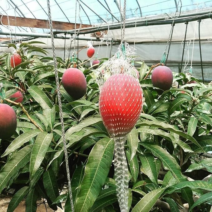 Original Miyazaki Mango Plant - Grafted Live Tree, Healthy Verity ...