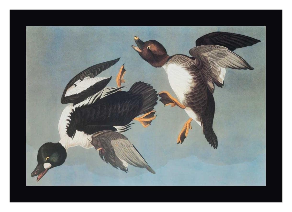 Goldeneye Duck Flying Mounts
