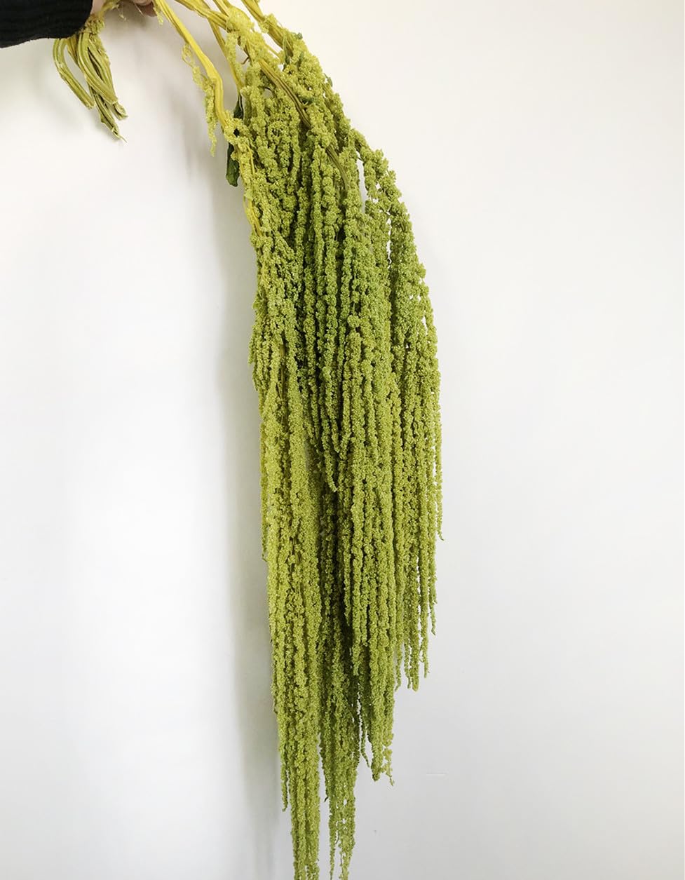 Amazon.com: 5 Pcs Bleached Wisteria Vine Hanging Dried Flowers, Natural ...