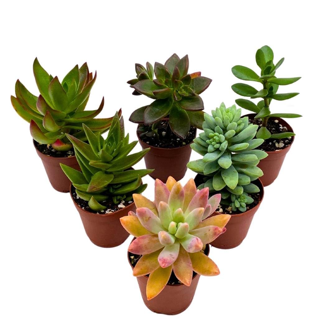 Amazon.com : BubbleBlooms Succulent Assortment 2 inch Set of 6 ...
