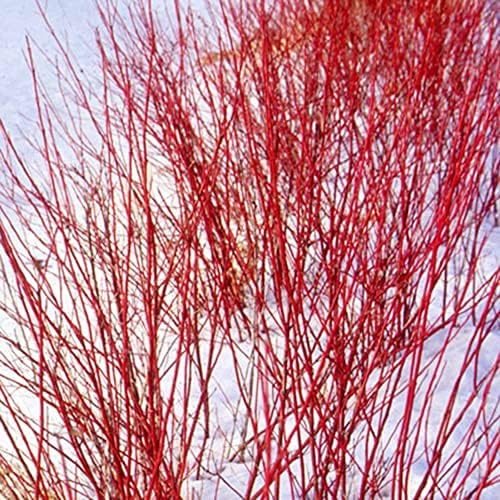 Amazon.com : QAUZUY GARDEN 20 Red-Osier Dogwood (Red Brush/Willow ...