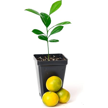 Amazon.com : Gerald Winters and Son Calamondin Orange Tree Starter ...