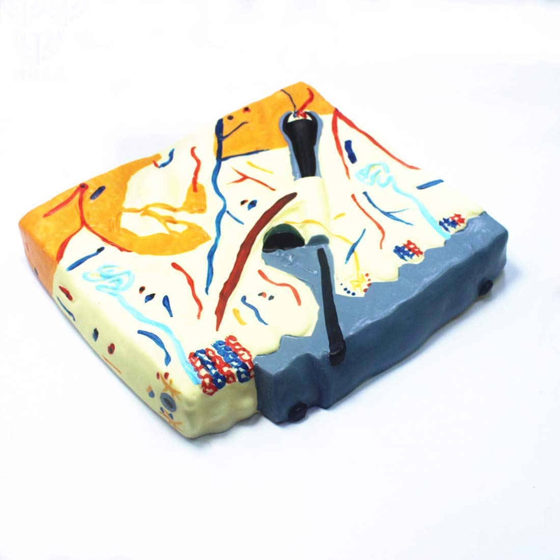 Buy WEHOLY Educational Model Three-Dimensional Skin Structure Model ...