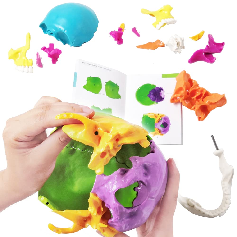 Snapklik.com : NEW HORIZON 22 Parts Palm-Sized Anatomy Exploded Skull Model