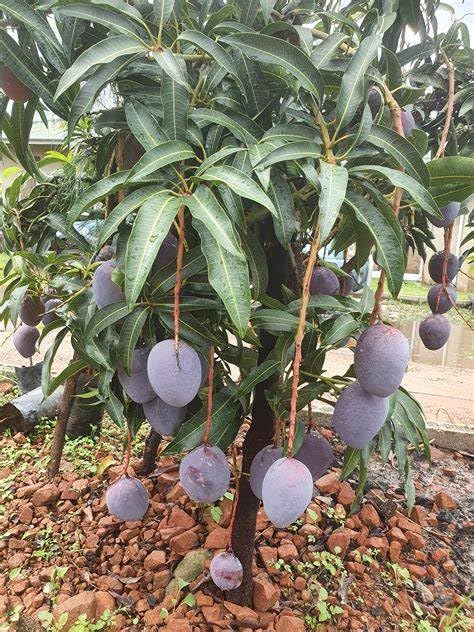 Original Black Stone Healthy Mango Fruit Live Plant & Tree For Home ...
