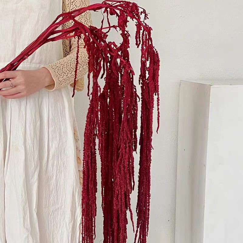 Amazon.com: JUNY 5 Pieces Amaranthus Flower Dried Preserved Bleached ...