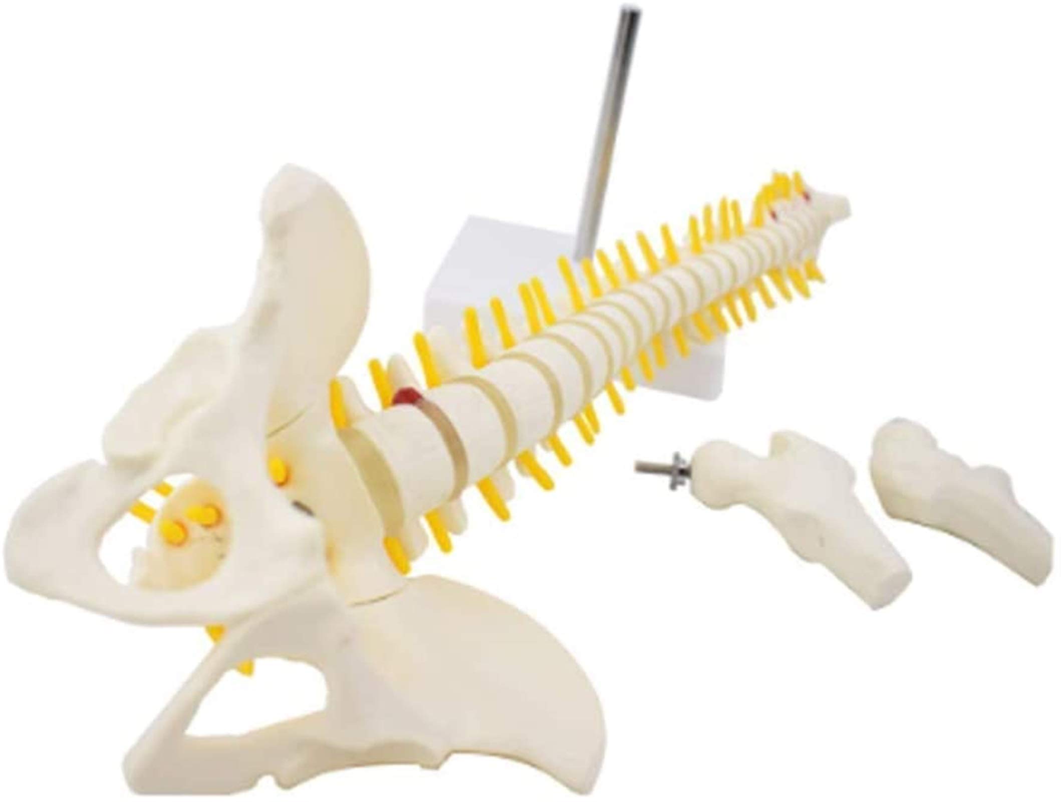 Body Model Educational Model Human Spine Model With Pelvic Lifesize ...