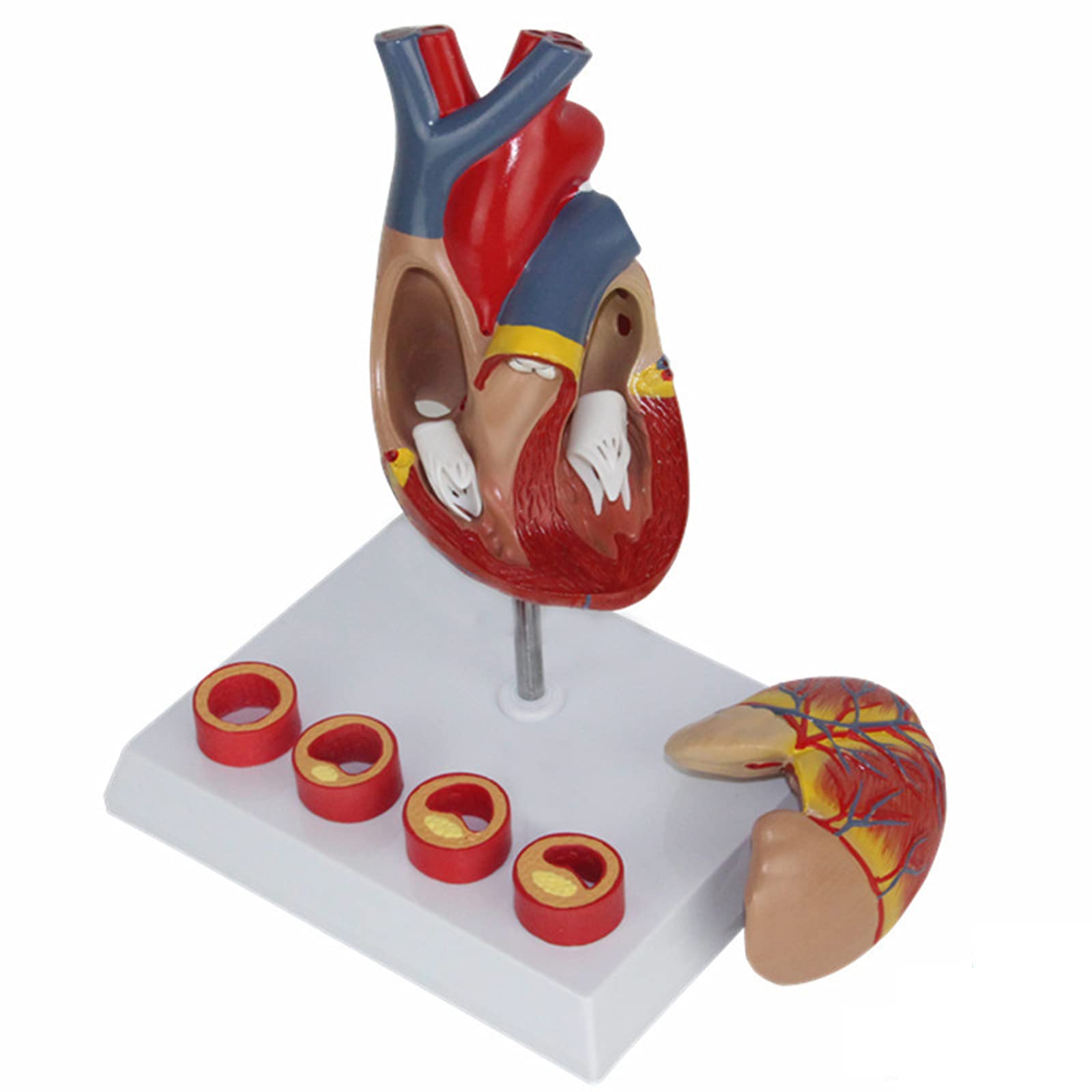 Buy Human Heart Model, 2-Parts 1:1 Anatomical Heart Model On Diaphragm ...