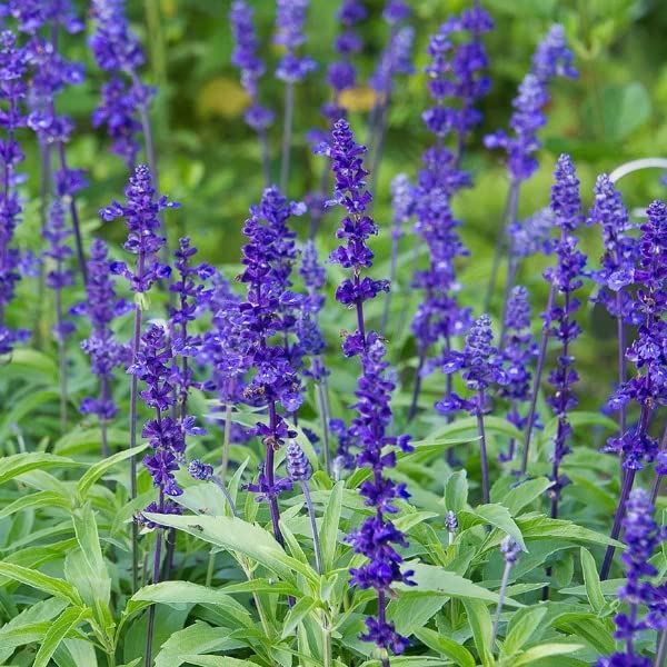 salvia flower seeds for Mini Garden Pack Of 16 : Amazon.in: Garden ...