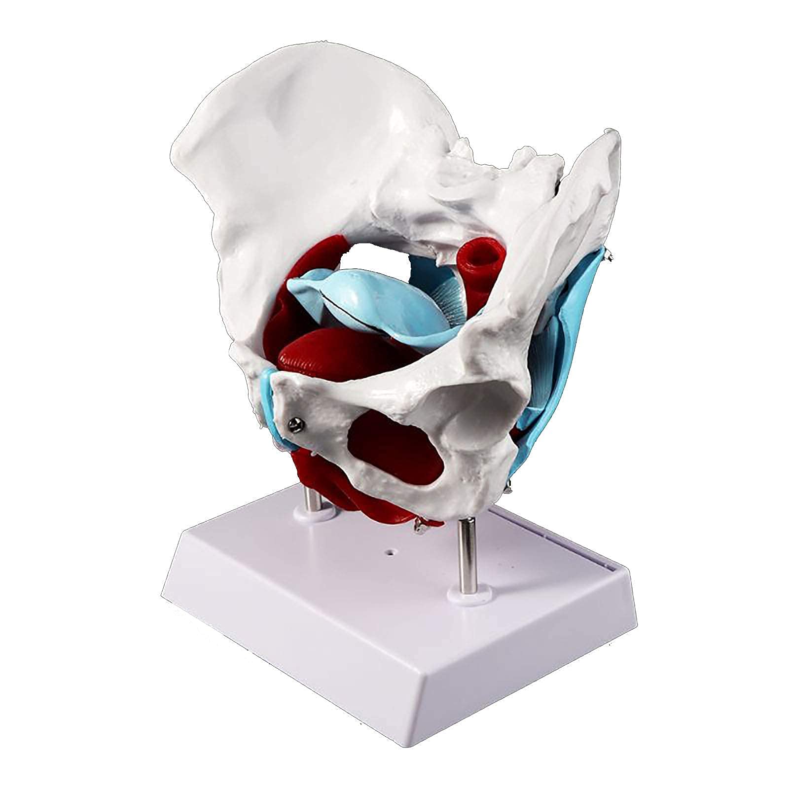 Medical Anatomical Female Pelvis Model Female Pelvis Skeleton Model ...