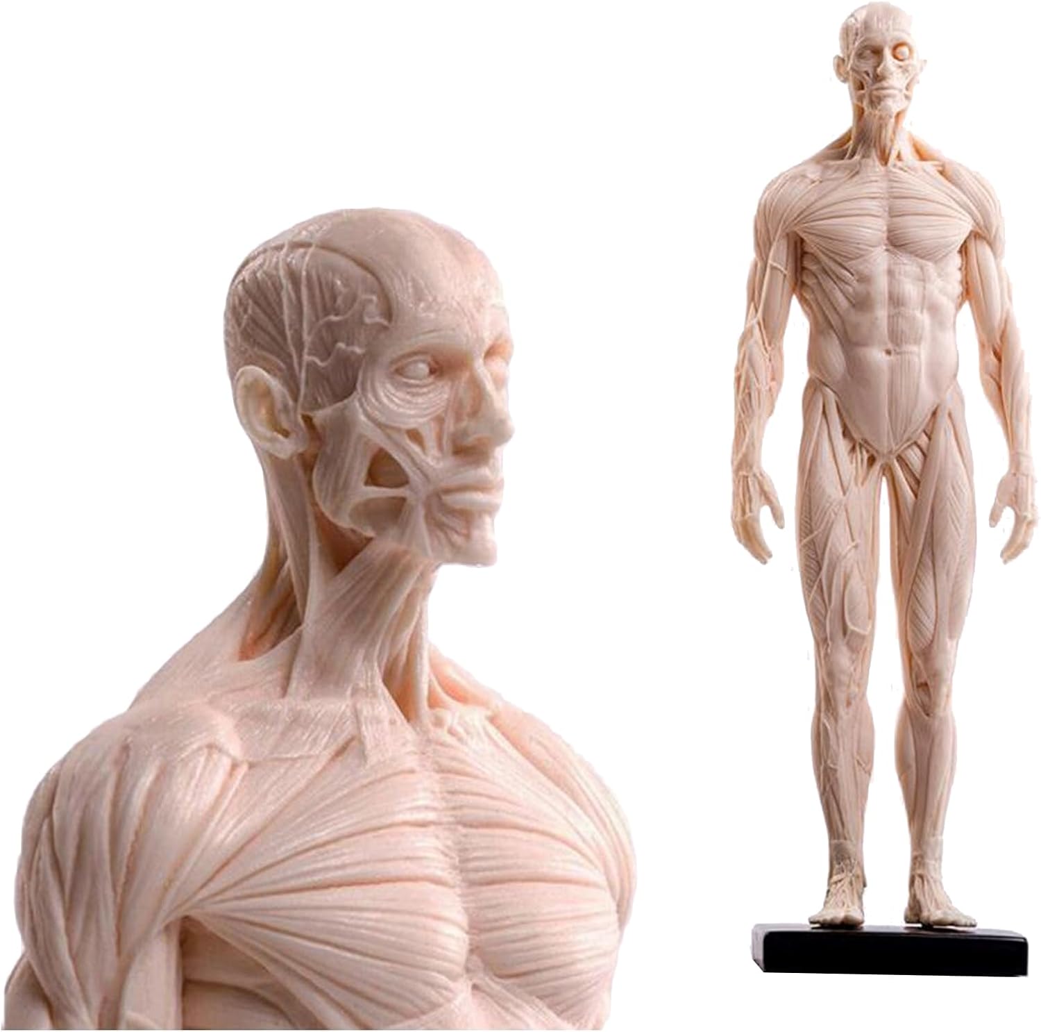 Human Anatomical Muscle Bone Model - Human Body Musculoskeletal Anatomy ...