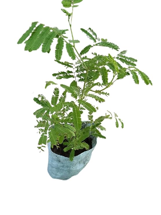 Gachwala White Touch me Not Plant - White Lajjavati Plant (Mimosa ...