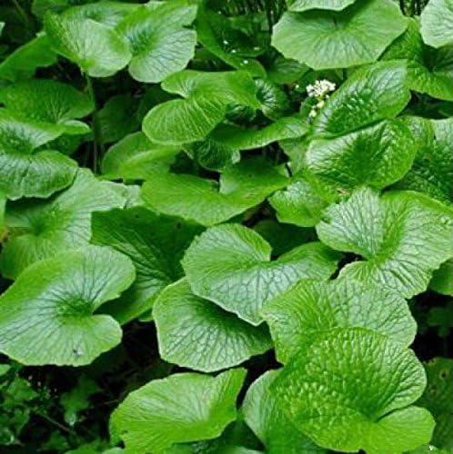 100pcs / lot Wasabi Samen, japanischen Meerrettich Saatgut Gemüse für ...