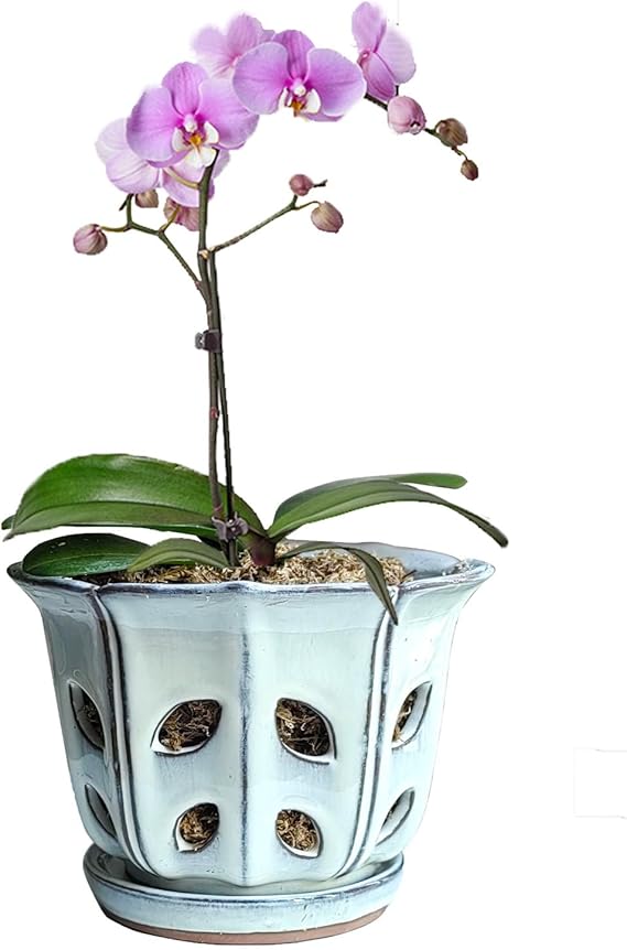 Amazon.com: Grdthzey Orchid Pots with Holes 6 inch Ceramic Orchid Pot ...