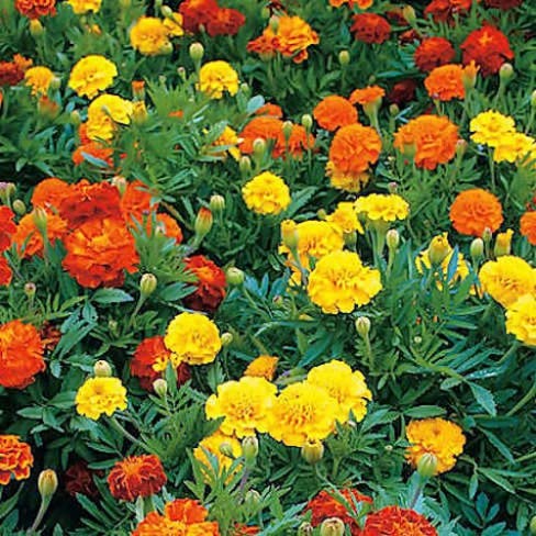 Live Green Marigold Jafri Flower Seeds for Summer Season - Qty 50 Seeds ...