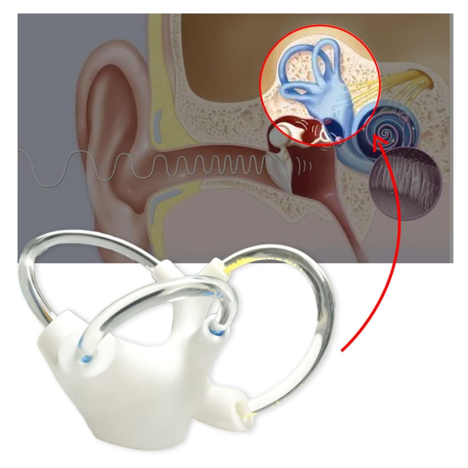 Otoliths Inner Ear Anatomy Physiology Of Hearing Ear Structure,