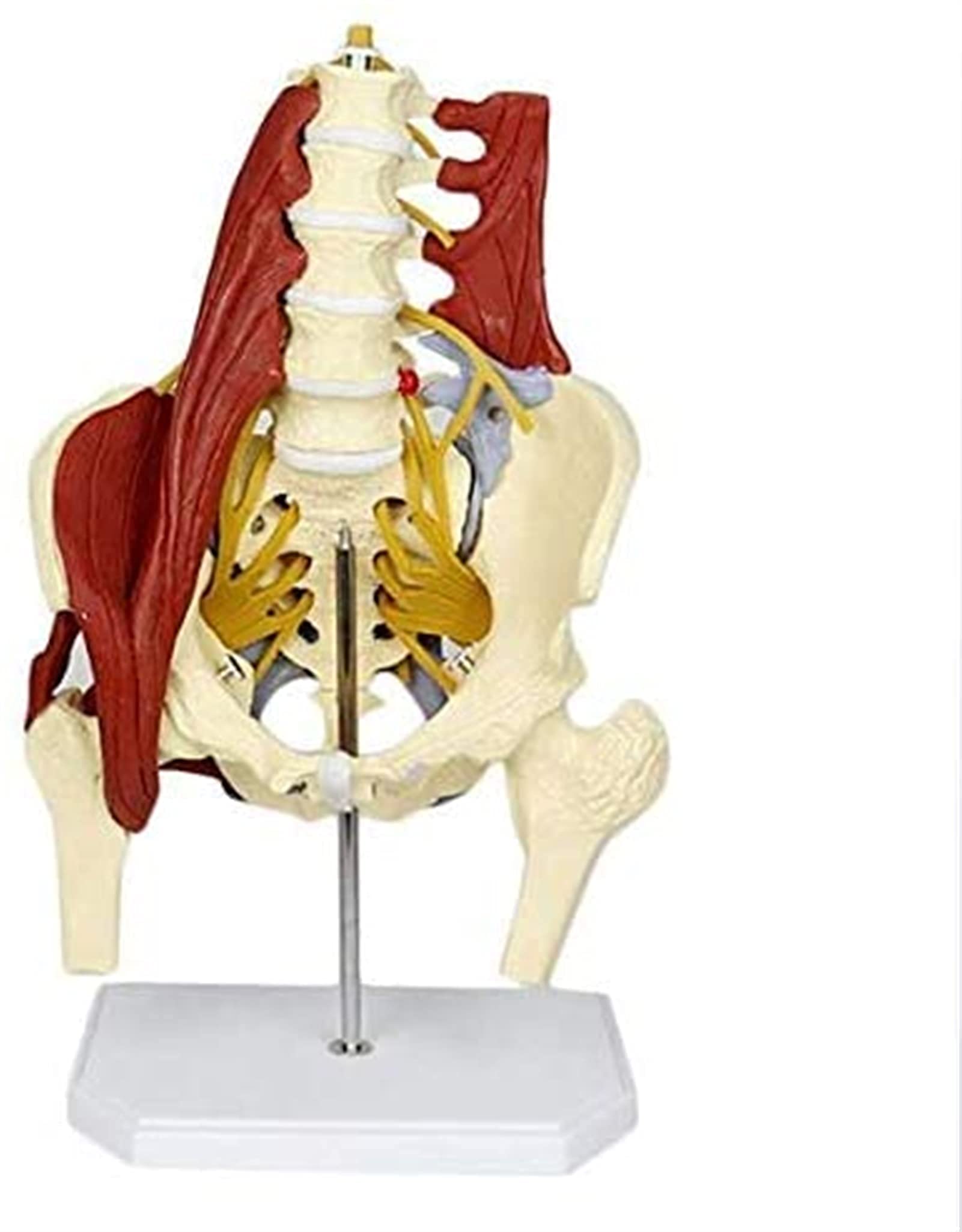 Buy PAKUES-QO Study Model Human Anatomy Model For Adult Actual Size ...