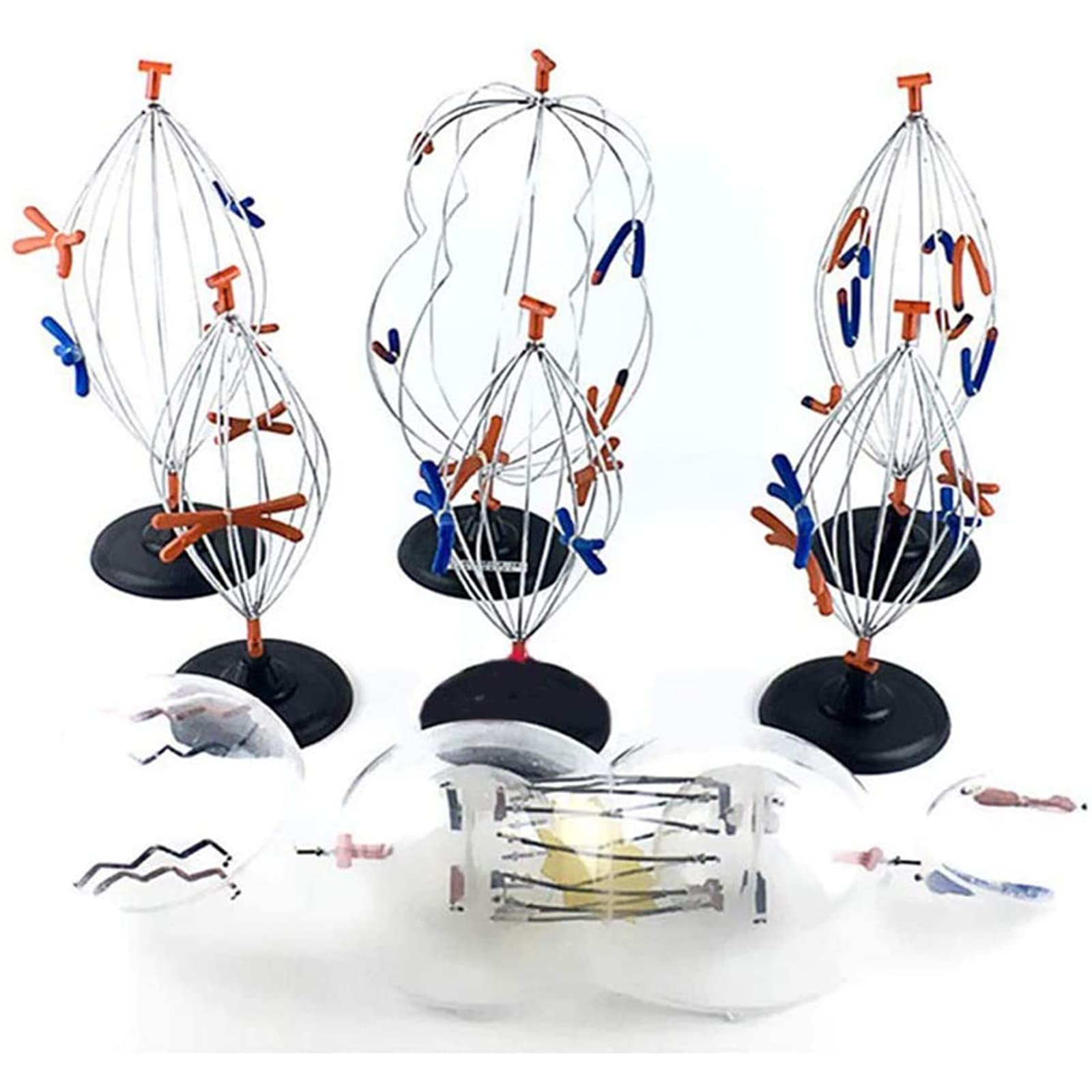 Buy WSXKA Animal Cell and Cell Mitosis Model, Medical Science Anatomy ...