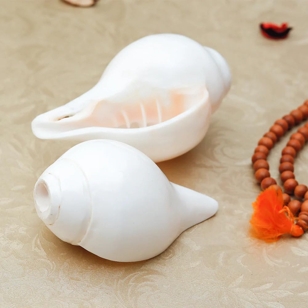 Buy Authentic Valampuri Sangu (Conch Shell) for Aartis and Pujas ...