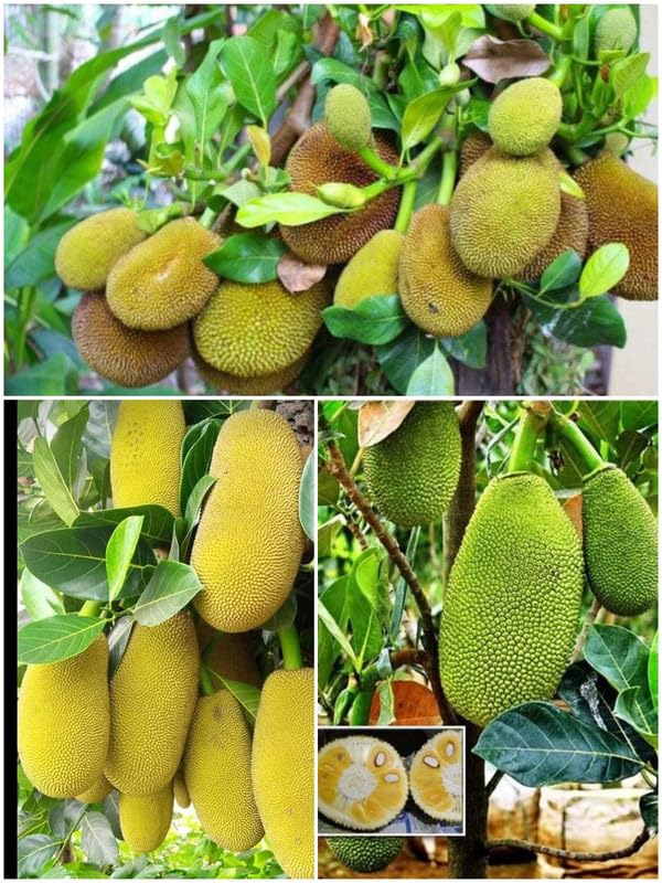 Live Plant Jackfruit All Season Thai Variety Grafting Great Taste Fruit ...