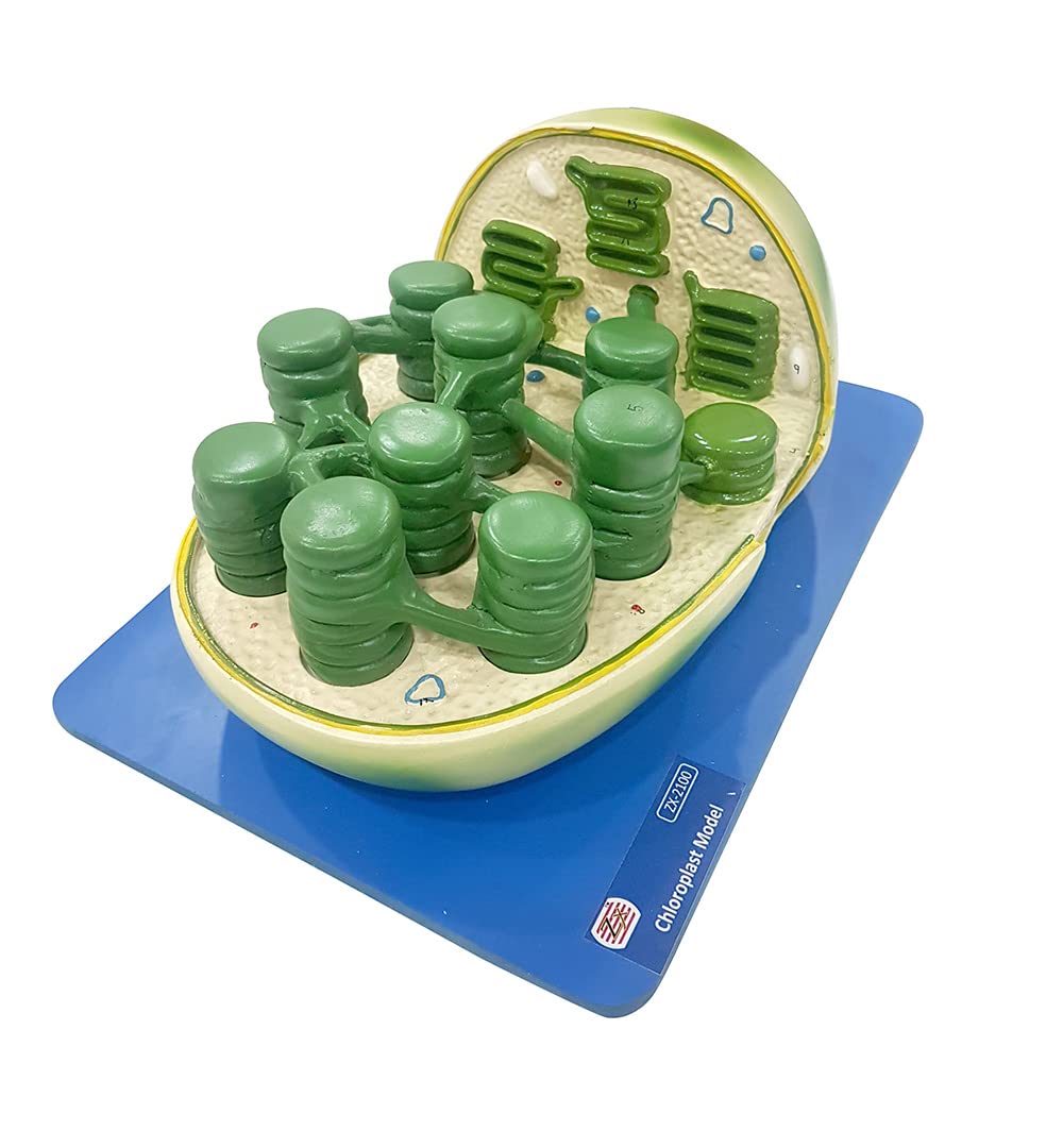 Chloroplast Model