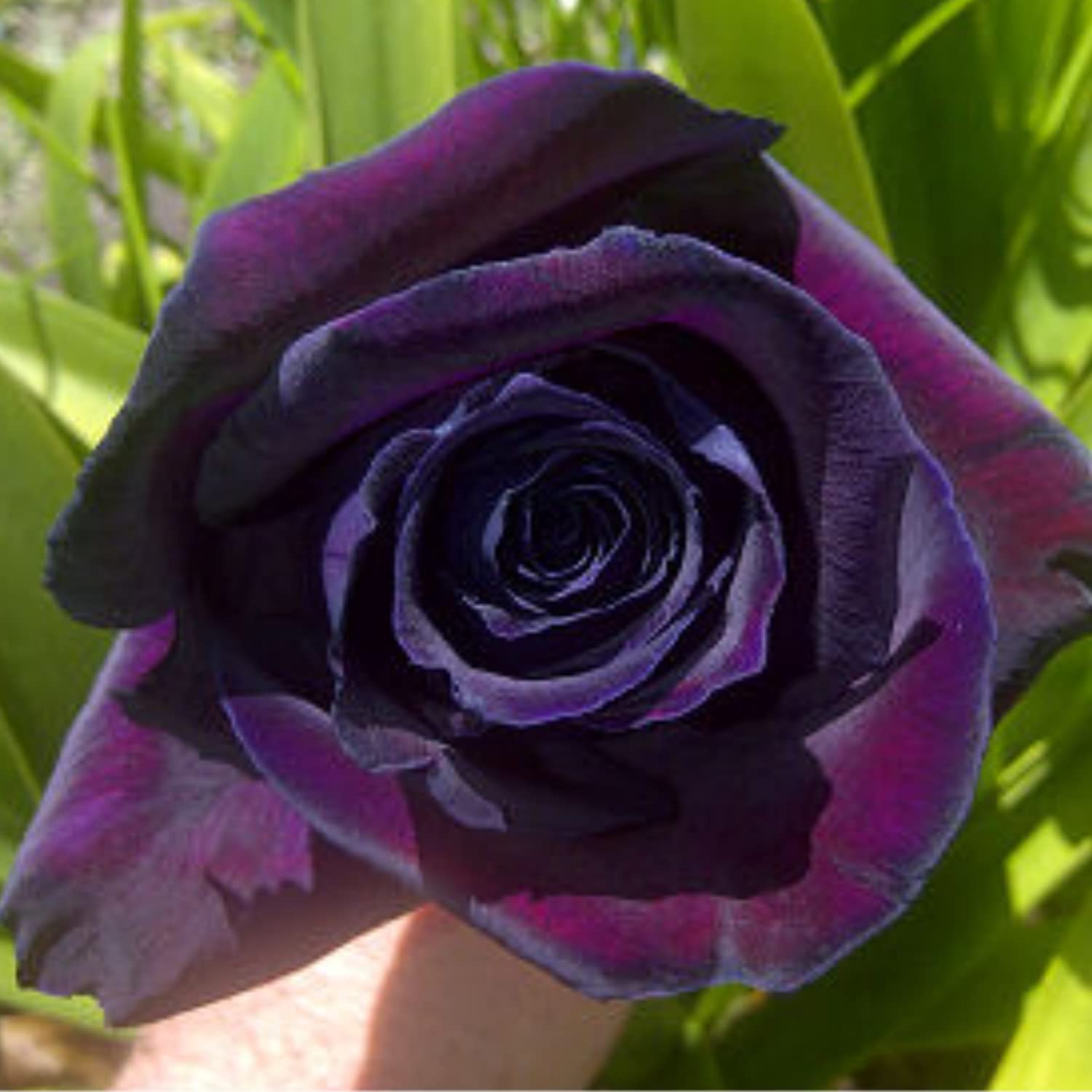 Dark Purple Rose Bush 13 Purple Roses For A Vibrant And Elegant Garden