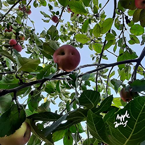 Écouter Apple Trees de Georgi Nedd sur Amazon Music Unlimited