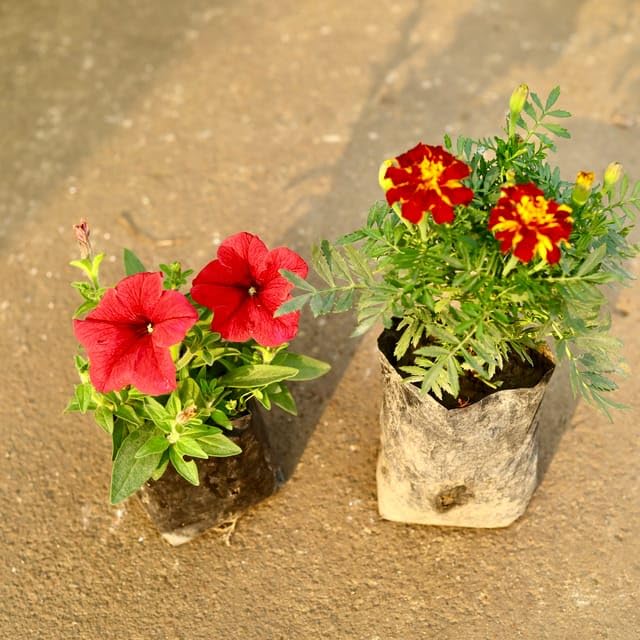 Mphmi Seedless Plant Me Flower Plants Set of 2 - Petunia & French ...