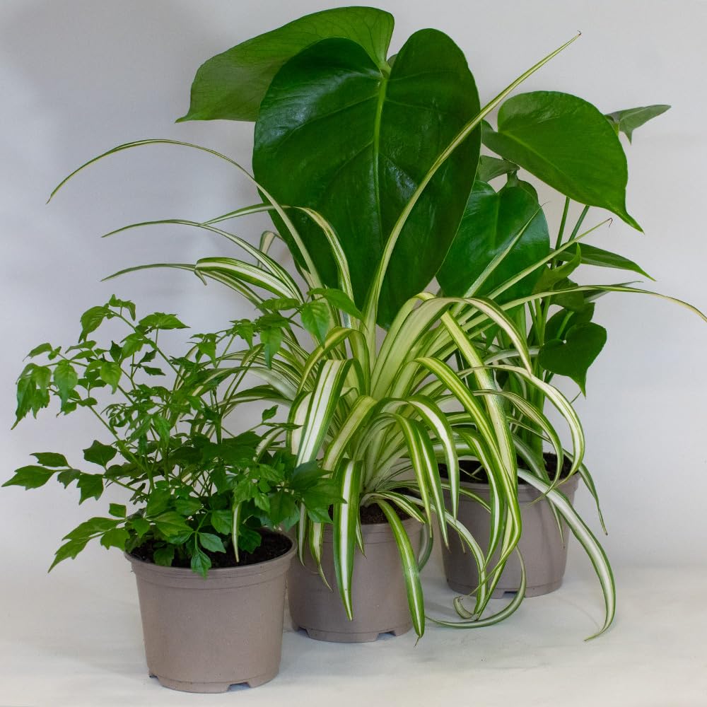 3 x House Plants – Mix of Indoor Plants in 10.5cm pots, Monstera ...