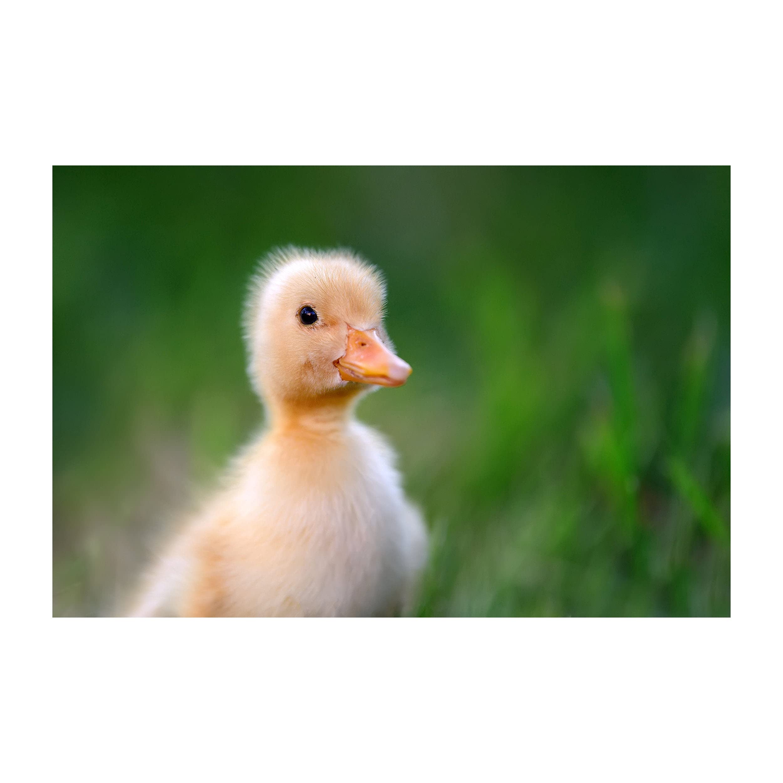 Pegatinas De Papel Tapiz De Pato Un Par De Dos Pequeños Patos