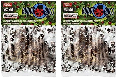 Amazon.com : Buddy Bugs 1500 Pre-Fed Live Ladybugs for Aphid Control | Hippodamia Convergens ...