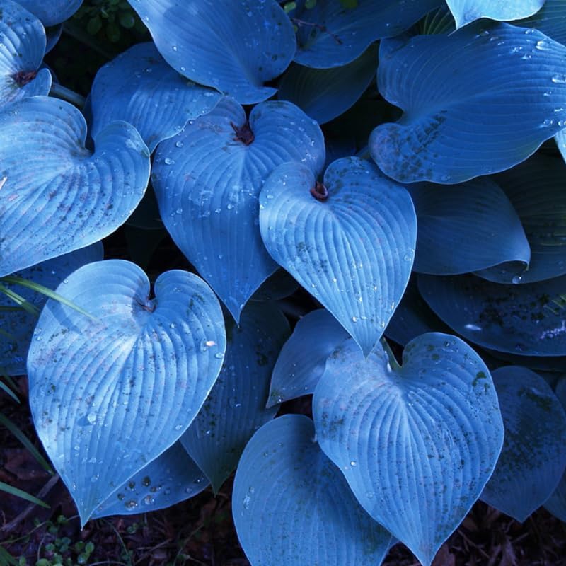 Amazon.com : Hosta Plants Live, Dwarf Hosta Deep Blue Leaves in 4 Inch ...