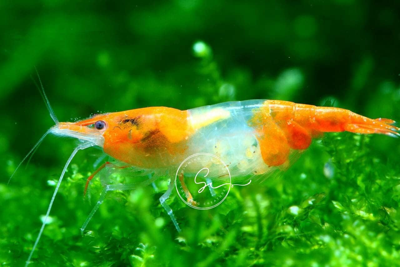 Amazon.com: Swimming Creatures High Grade 20 Mixed Neocaridina Skittles ...