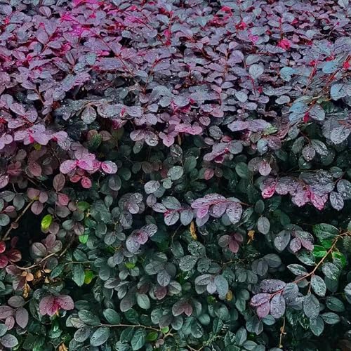 Amazon Music - Ceezyの特别对待 - Amazon.co.jp