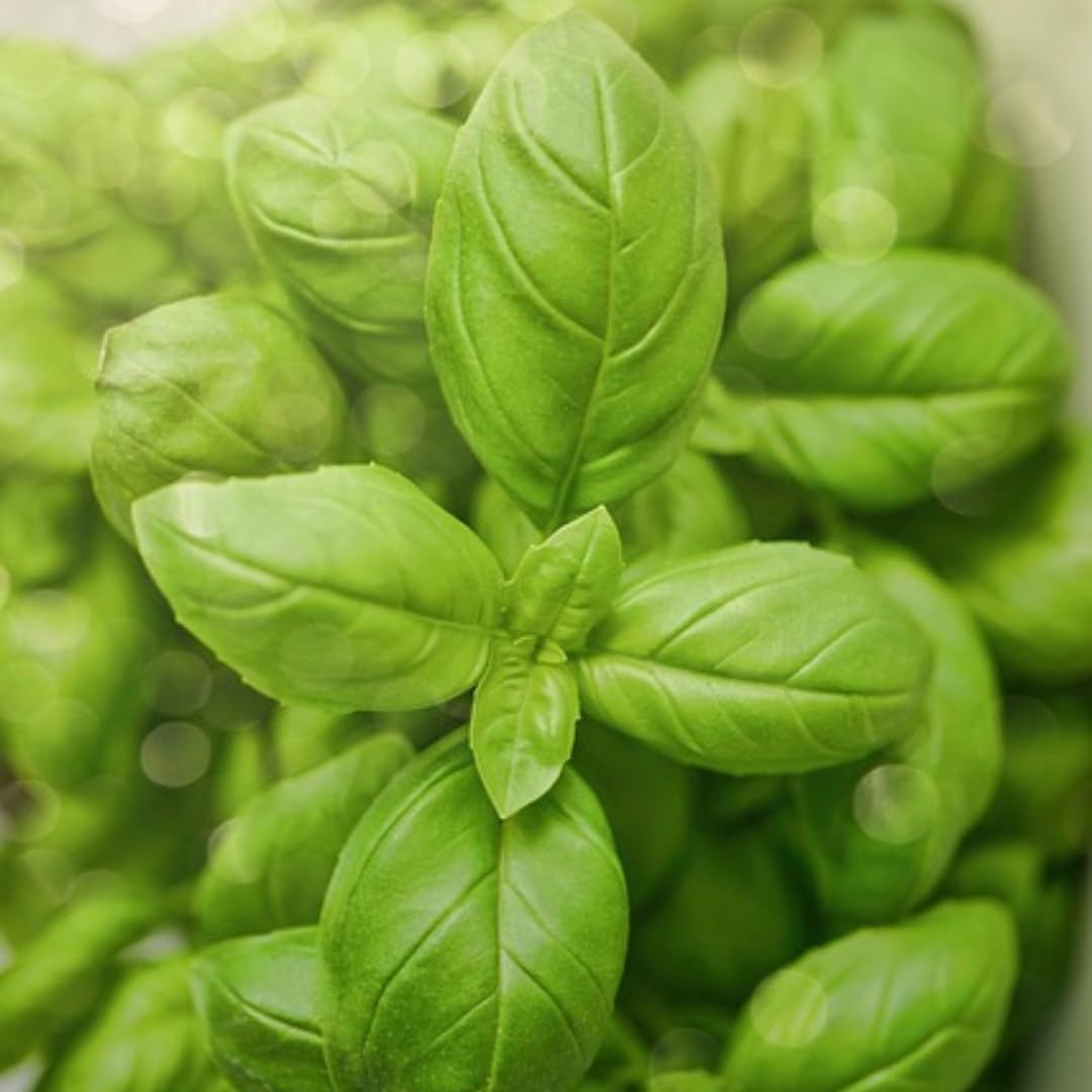 Basil Leaves