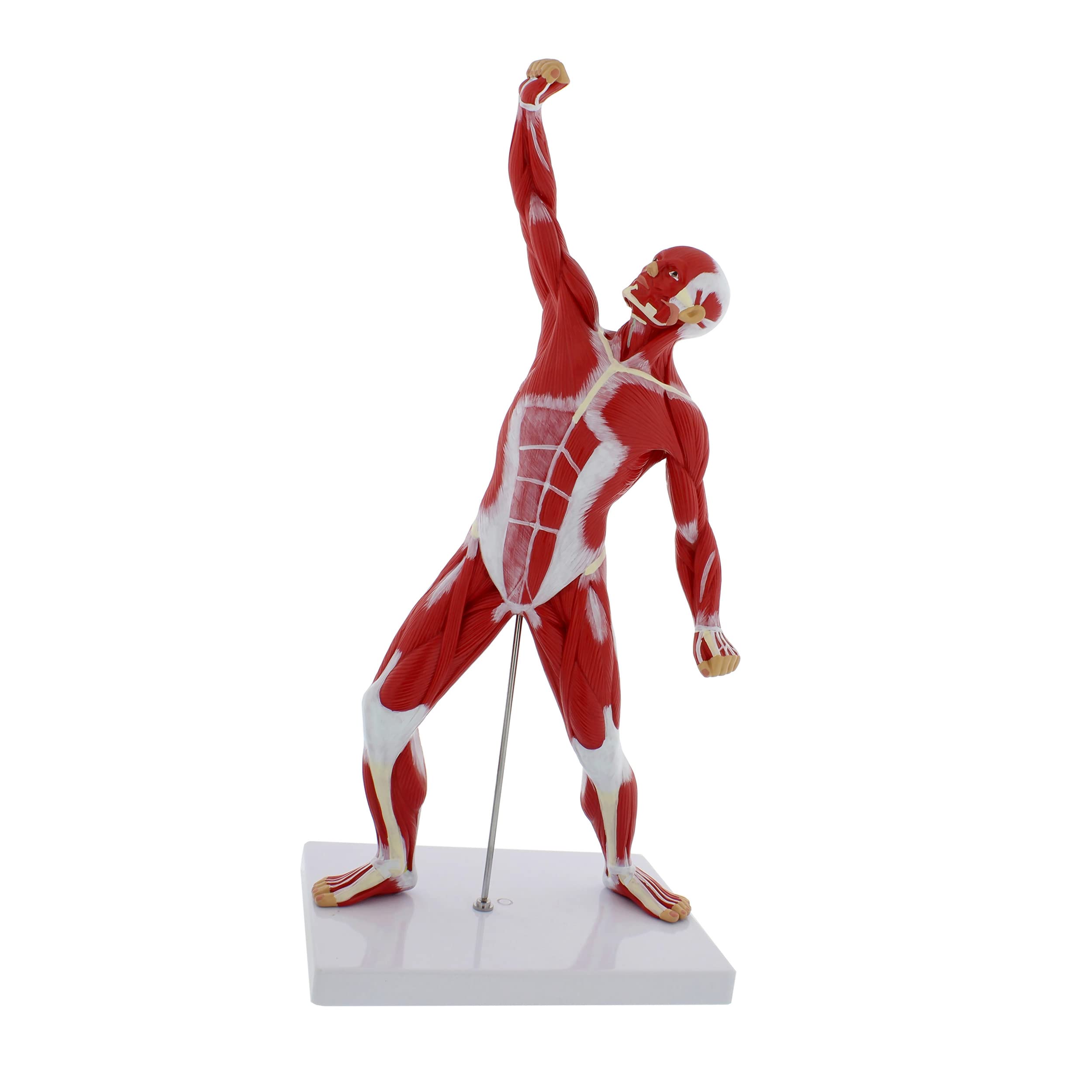 MonMed Human Muscle Model – 20in Mini Human Muscle Figure Human Anatomy ...