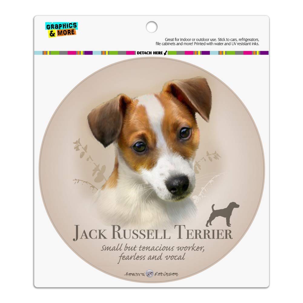 Cuanto Mide Un Jack Russell Adulto