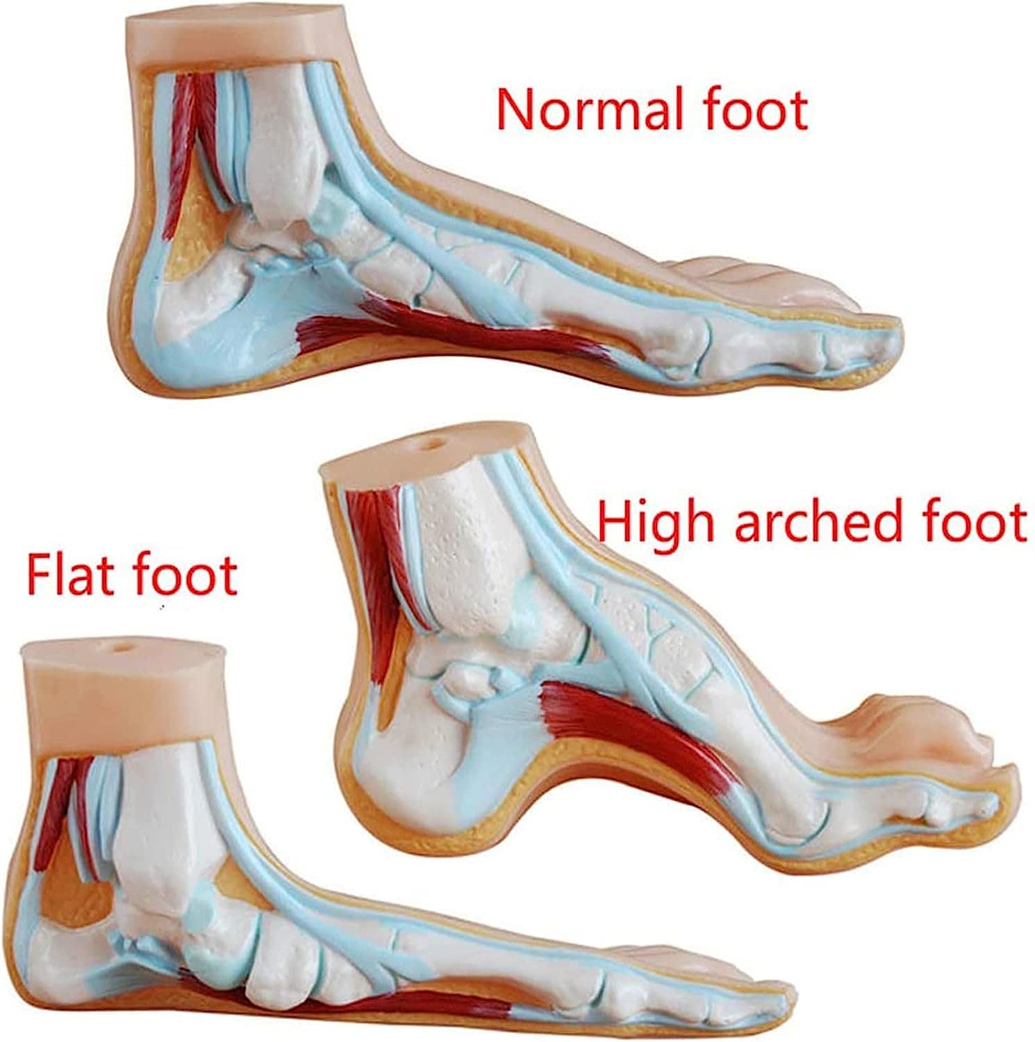 Anatomy Of The Human Foot Foot Bones Collosal Anatomy