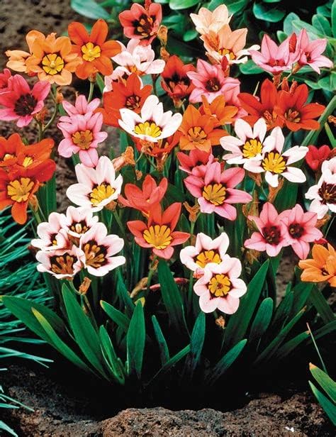Sparaxis Mixed Harlequin Colour Bulbs Corms Perennial Summer Flowering ...