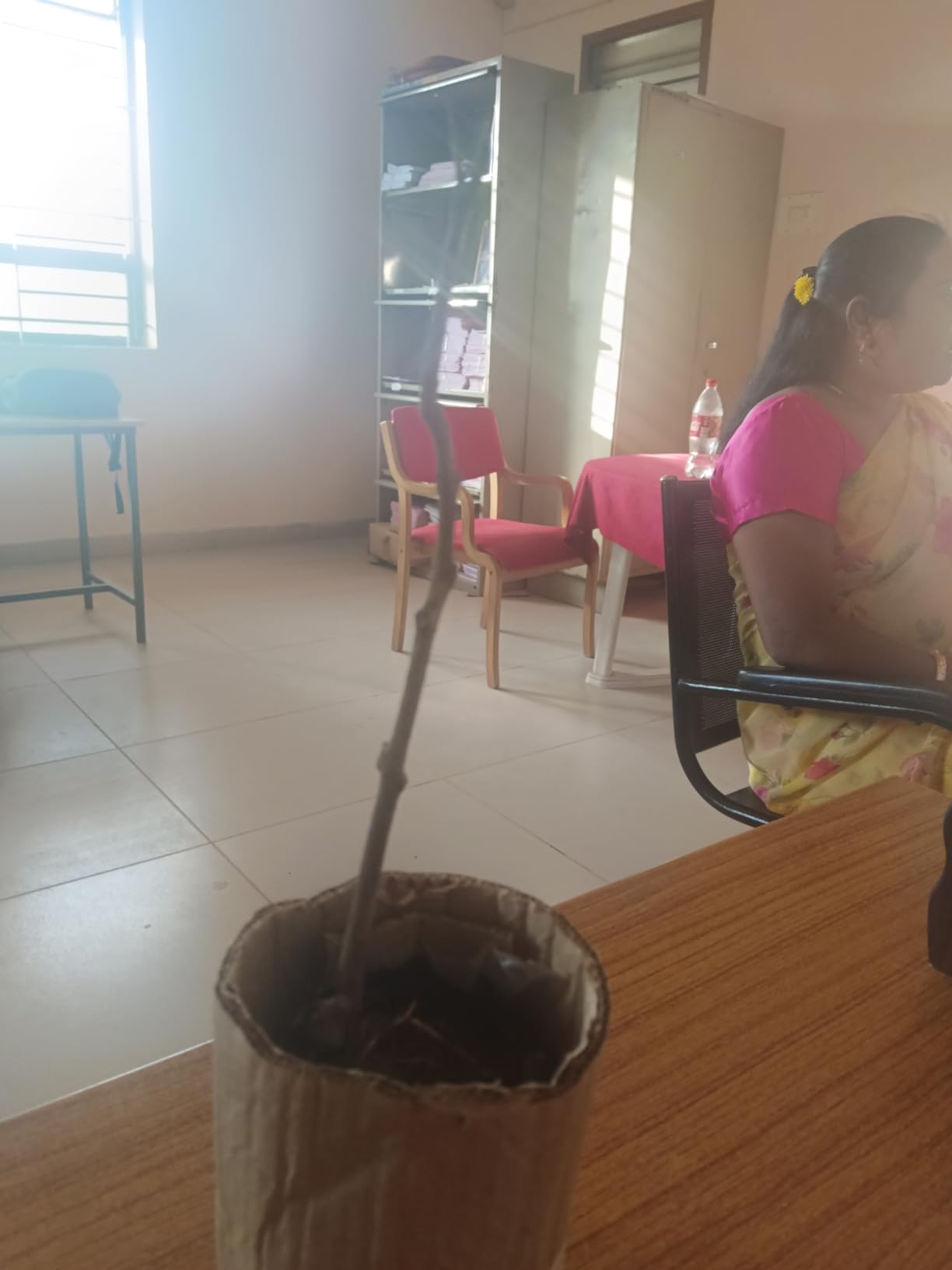 Green view "Late Seedless Litchi " hybrid - 1 Healthy Live Super ...